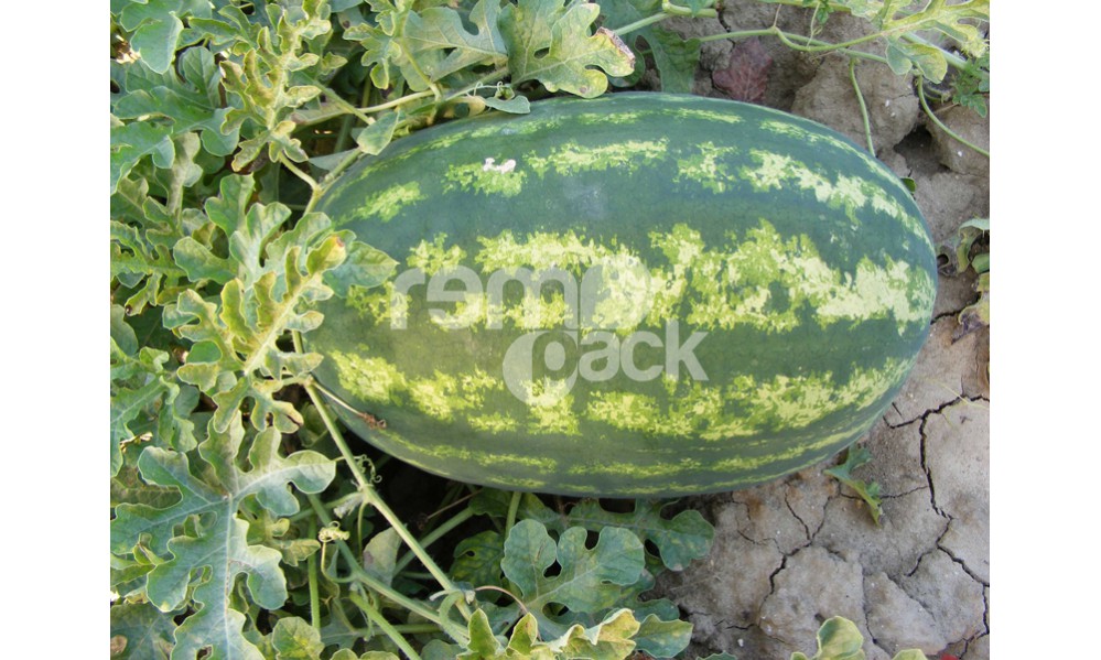 Cerchi etichette per piante di ANGURIA?