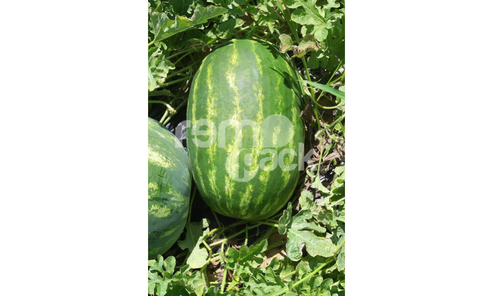 Cerchi etichette per piante di ANGURIA?