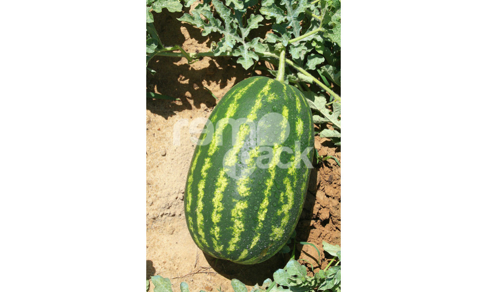 Cerchi etichette per piante di ANGURIA?