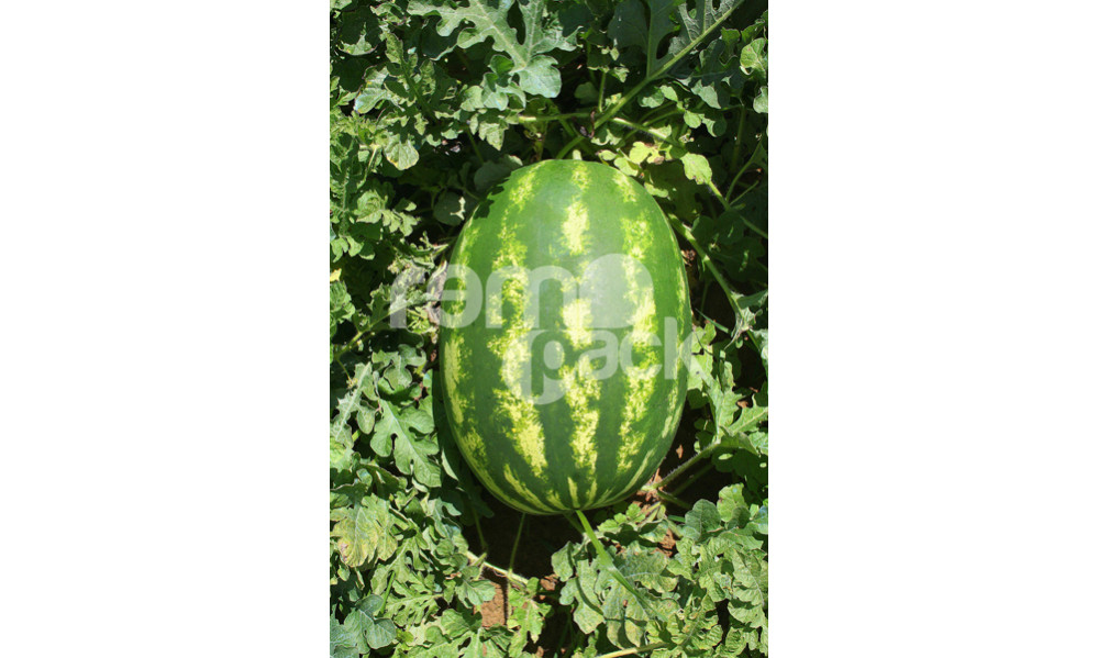 Cerchi etichette per piante di ANGURIA?