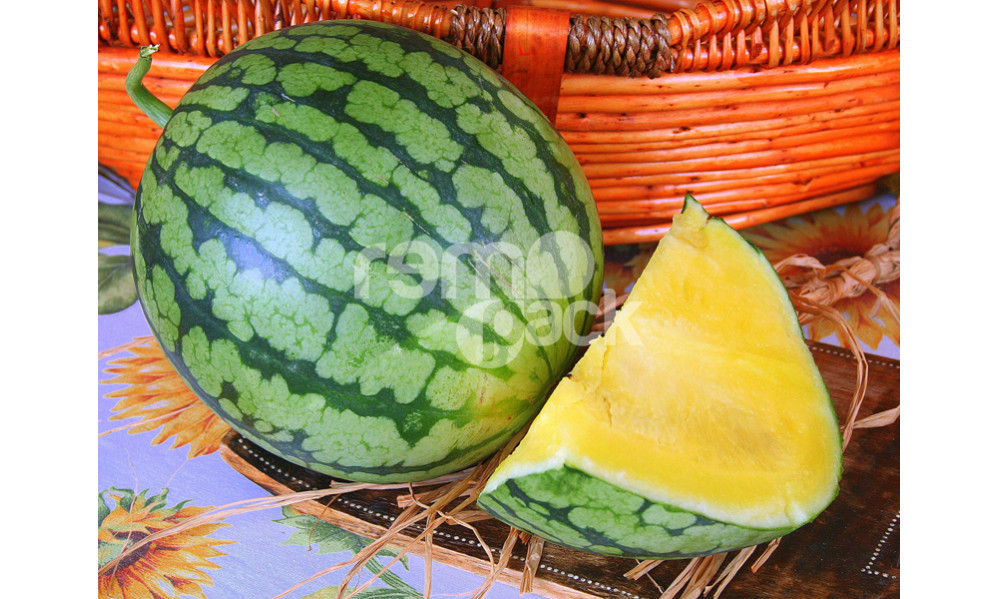 Cerchi etichette per piante di ANGURIA?