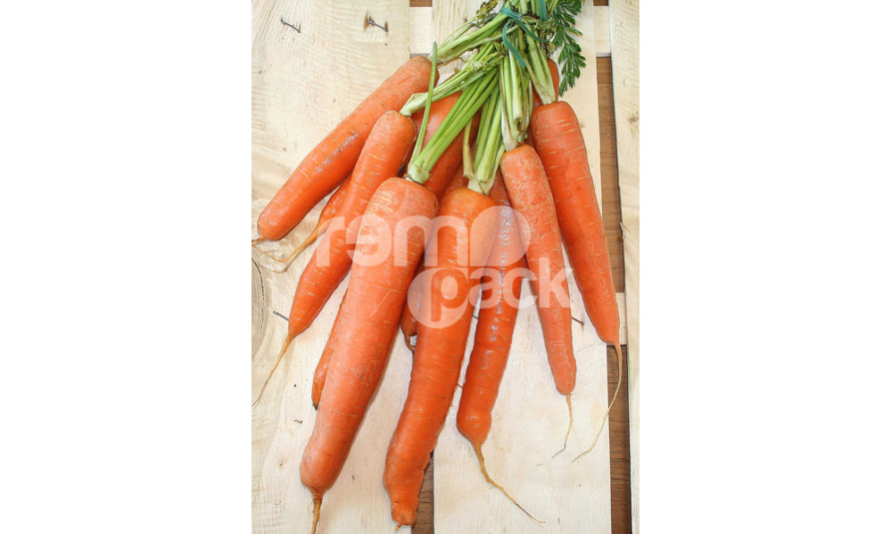 Cerchi etichette per piante di CAROTA?