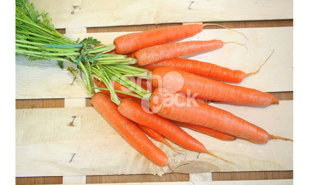 Cerchi etichette per piante di CAROTA?