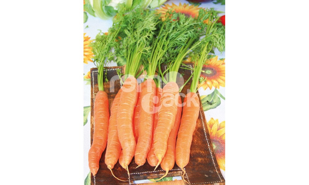 Cerchi etichette per piante di CAROTA?