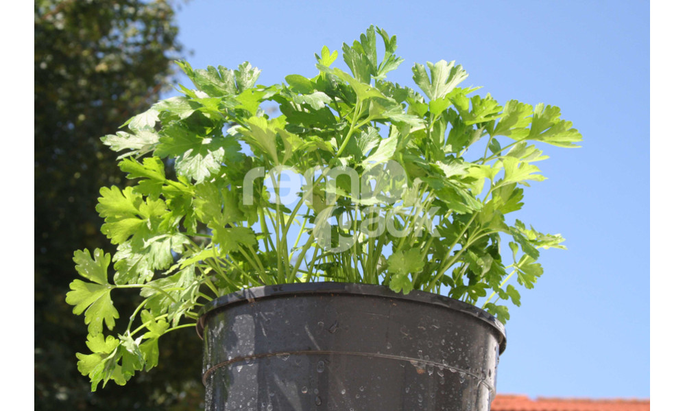 Cerchi etichette per piante di PREZZEMOLO?