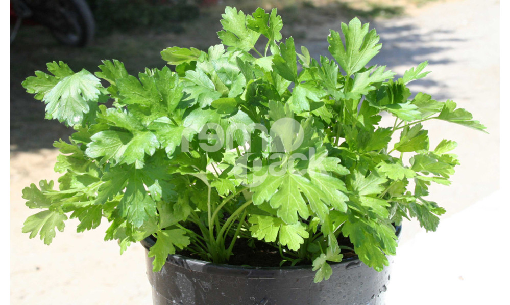 Cerchi etichette per piante di PREZZEMOLO?