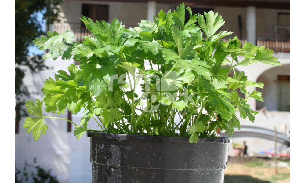 Cerchi etichette per piante di PREZZEMOLO?