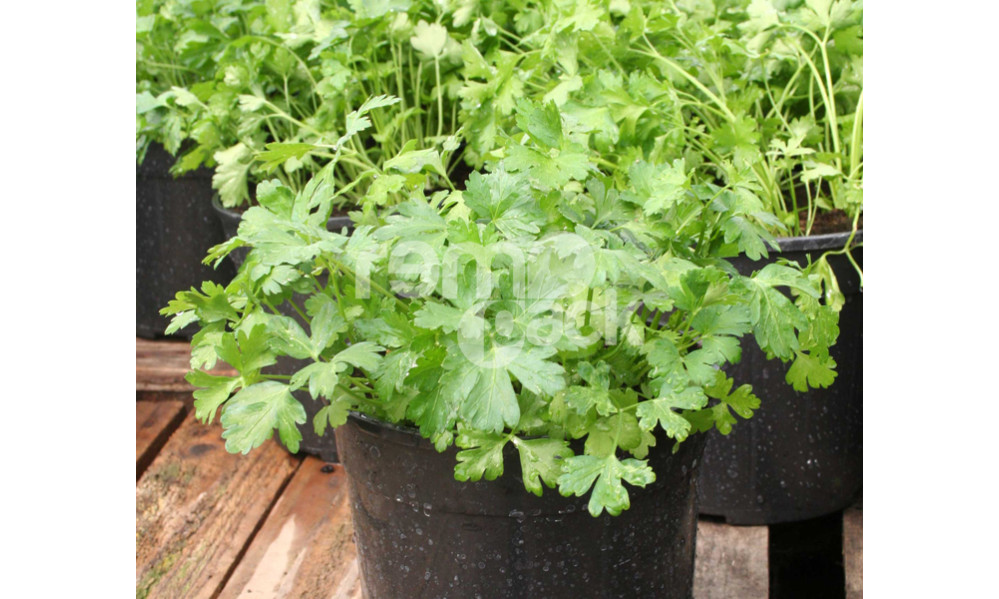 Cerchi etichette per piante di PREZZEMOLO?