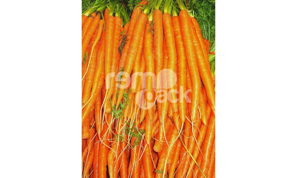 Cerchi etichette per piante di CAROTA?