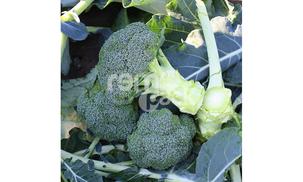 Cerchi etichette per piante di CAVOLO BROCCOLO?
