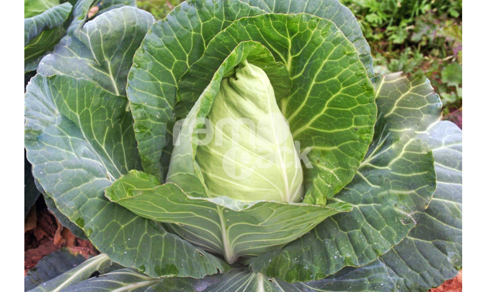 Cerchi etichette per piante di CAVOLO CAPPUCCIO?