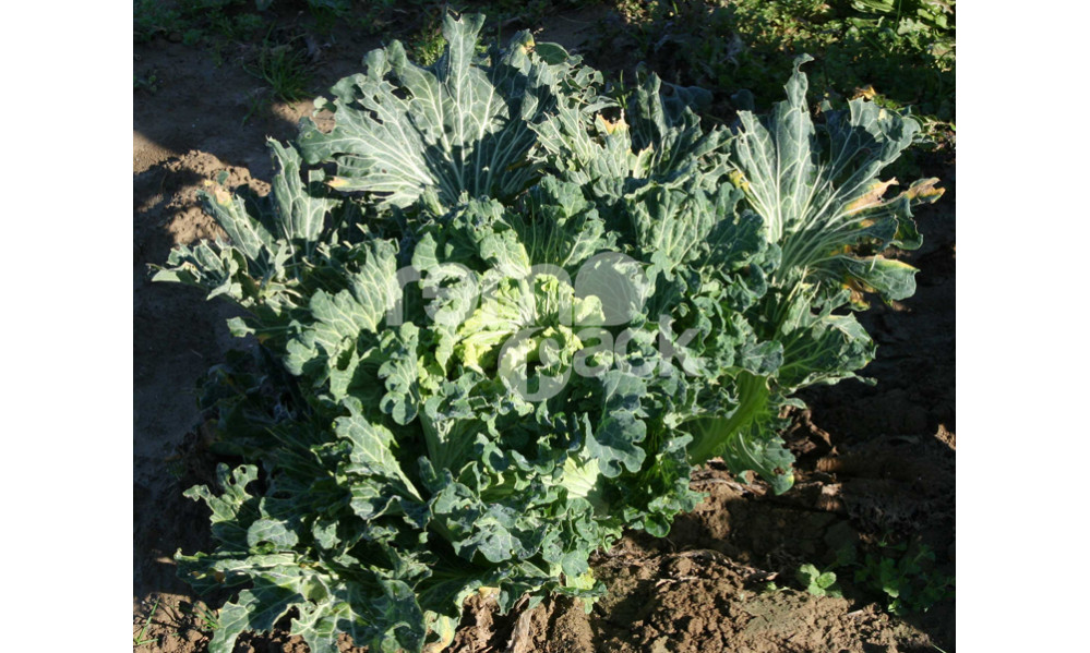 Cerchi etichette per piante di CAVOLO A FOGLIA?