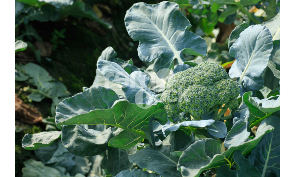 Cerchi etichette per piante di CAVOLO BROCCOLO?