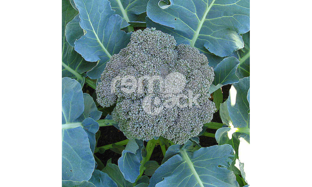 Cerchi etichette per piante di CAVOLO BROCCOLO?