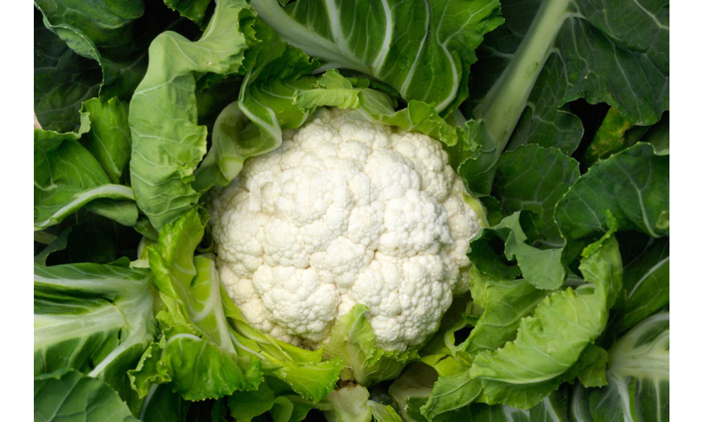 Cerchi etichette per piante di CAVOLFIORE?